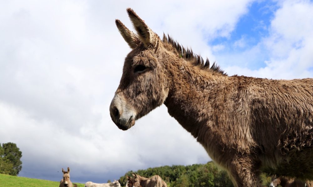Leche de Burra: los beneficios del superalimento con propiedades ...